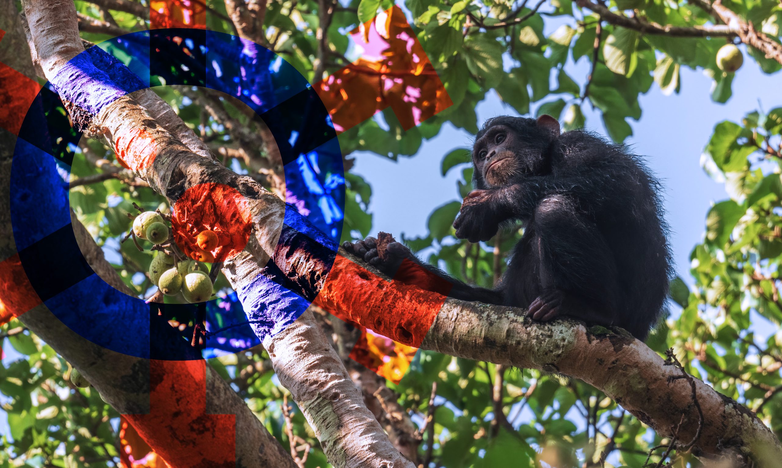 Varíola dos macacos: o que é, sintomas e como prevenir