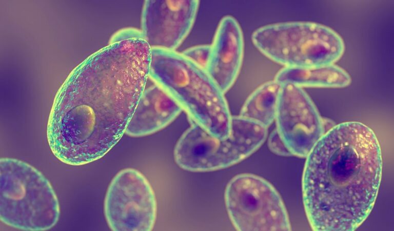 Toxoplasmose: o que é, como se pega, sintomas e tratamento